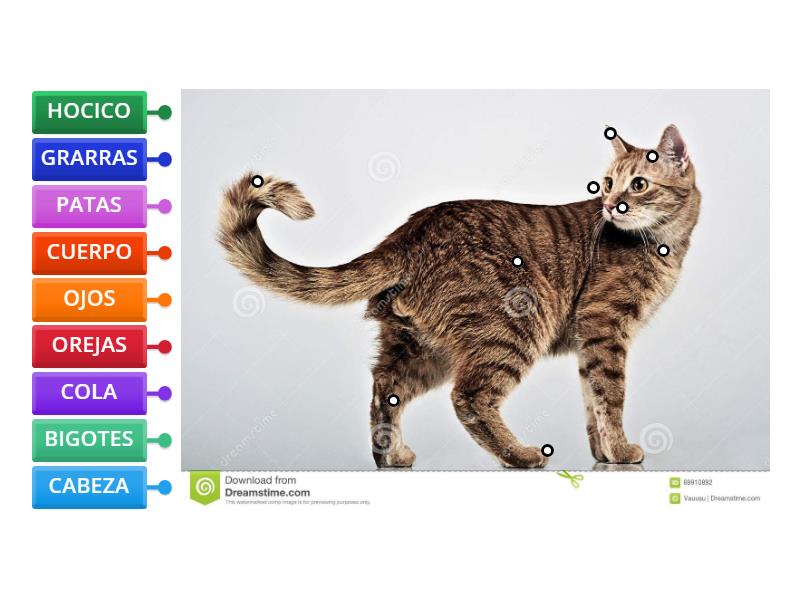 PARTES DEL CUERPO DE UN GATO - Labelled diagram