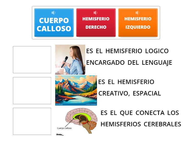 HEMISFERIOS CEREBRALES RELACIONA LOS CONCEPTOS - Match up