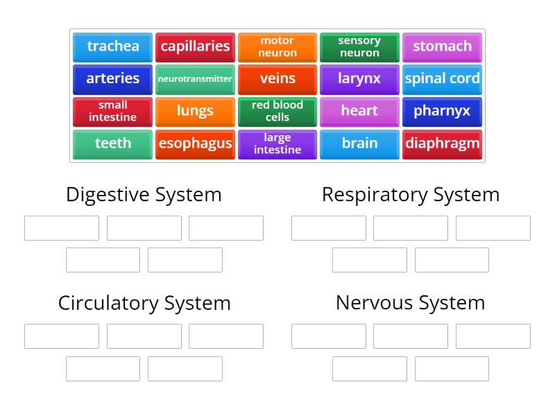 Human Body Sorting - Group sort