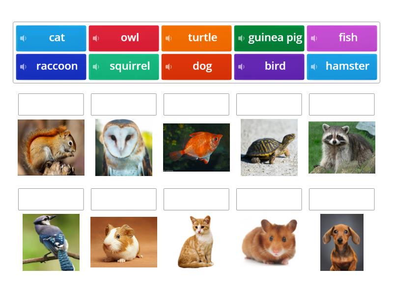 Pets & Local Animals - Match up