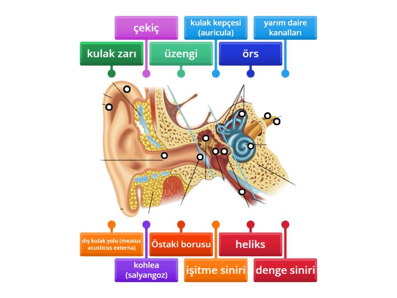 Formasyon kulak yapısı - Labelled diagram