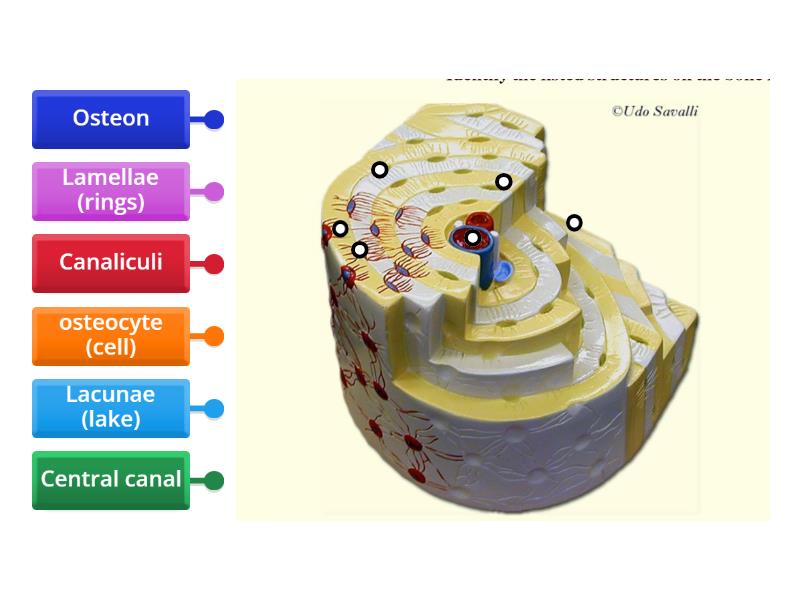 Anatomy of an Osteon - Diagrama con etiquetas