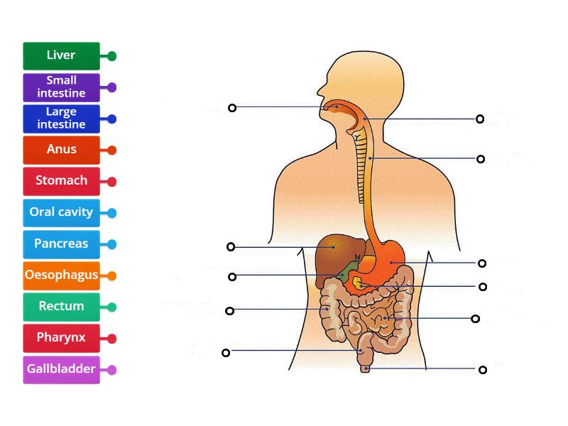 The digestive system - Labelled diagram