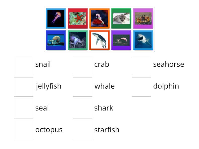match the sea animals - Match up
