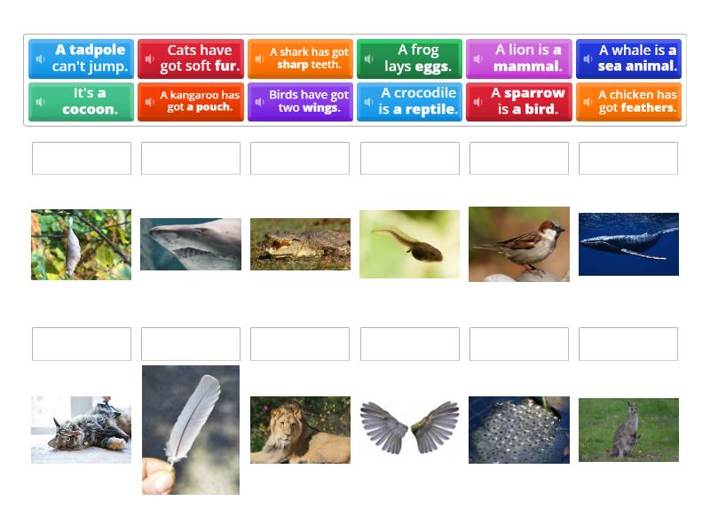 Unit 3. Animals - Match up