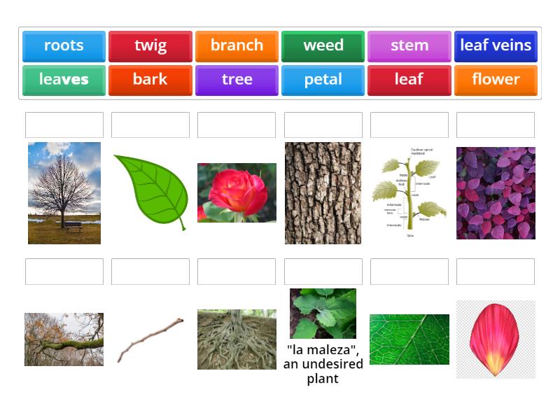 AS4 Unit 8 Basic Plant Vocabulary - Match up