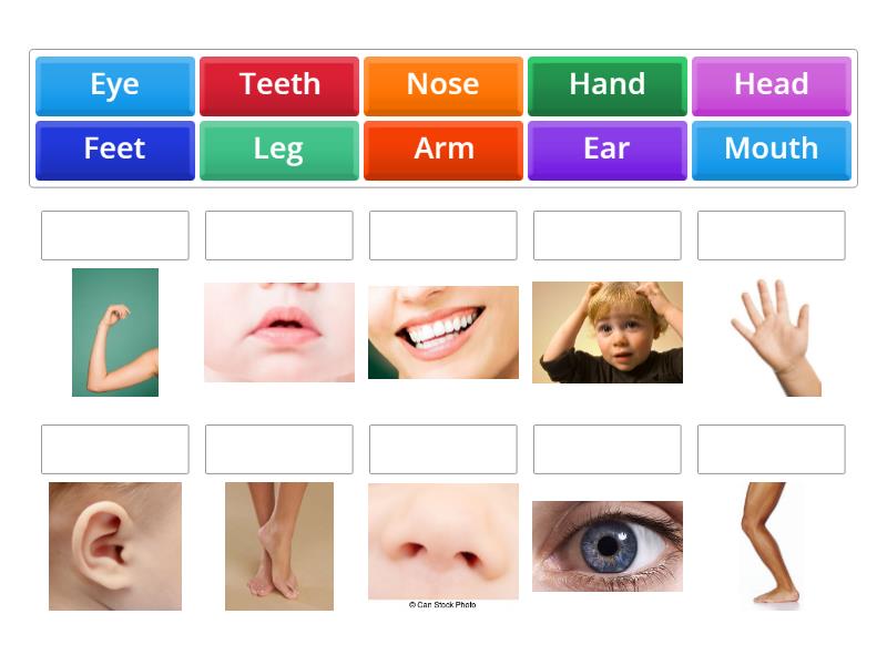 Part of the body - Match up