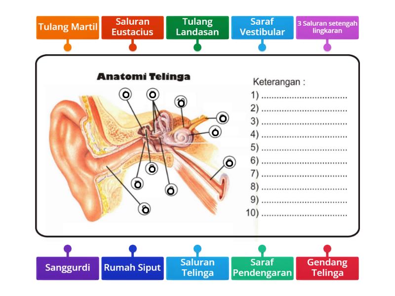 STRUKTUR ORGAN PENDENGARAN MANUSIA - Labelled diagram