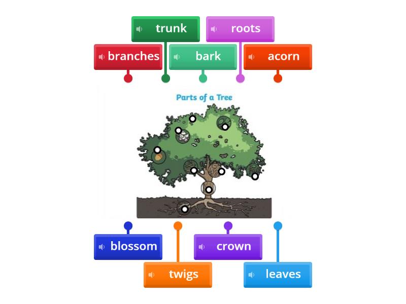 Parts of a tree labeling - Labelled diagram