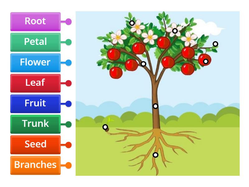 Parts of the tree - Labelled diagram