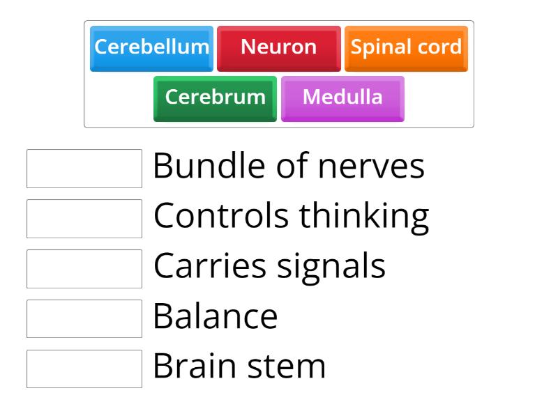 Parts and functions - Match up