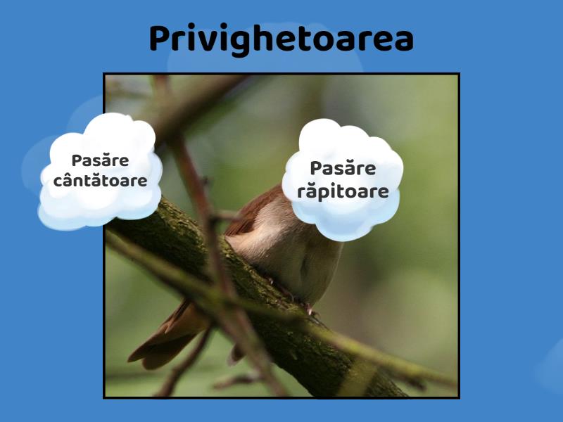 Păsări din România (Cioc! Cioc! Cioc! de E. Gârleanu) - Flying fruit