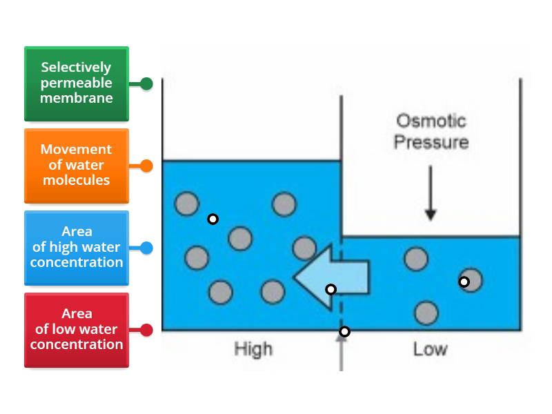 KA1.1 Osmosis - Labelled diagram