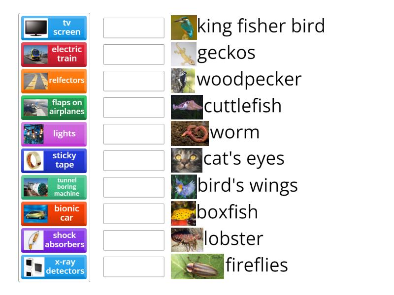 Inventions inspired by animals - Match up