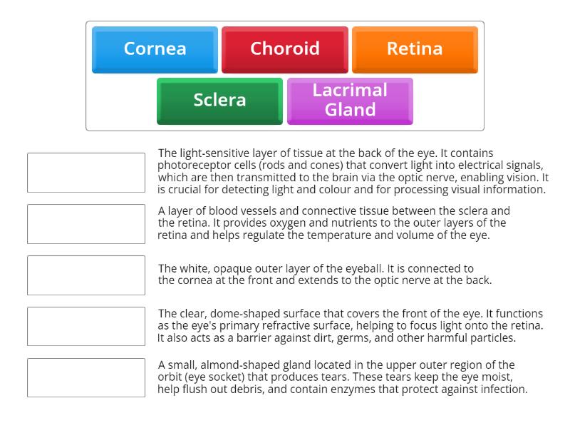 The Human Eye - Match up