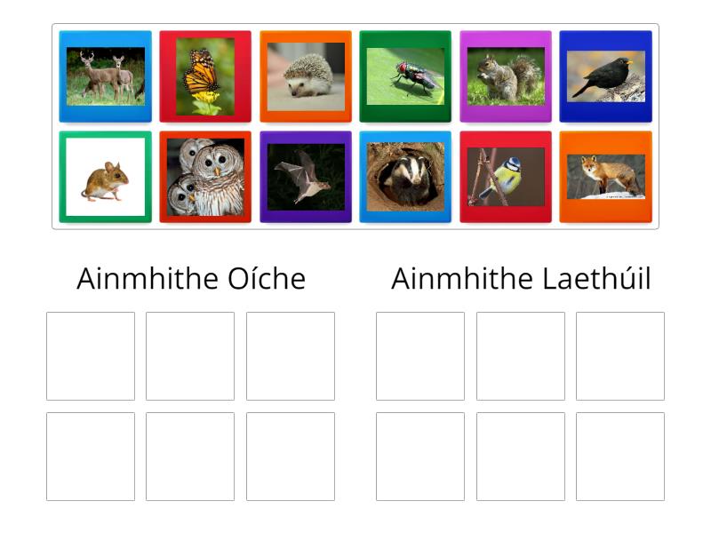 Ainmhithe Oíche - Group sort