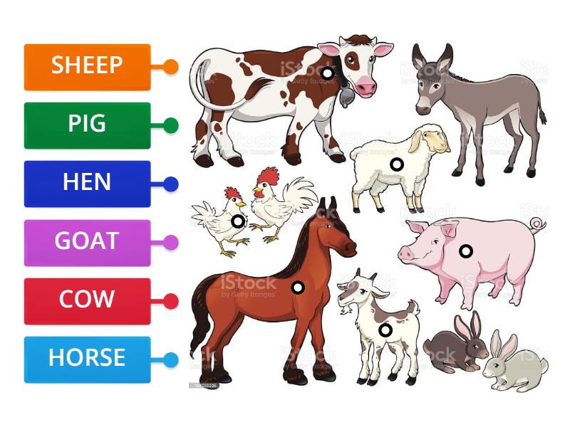 FARM ANIMALS - Labelled diagram