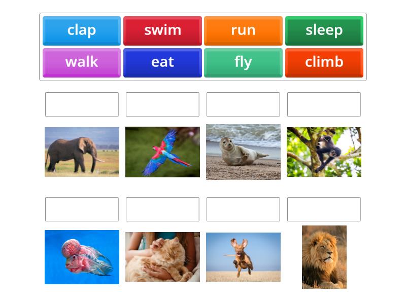 Animal verbs - Match up