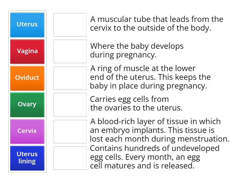 Female Reproductive System Definitions - Match up