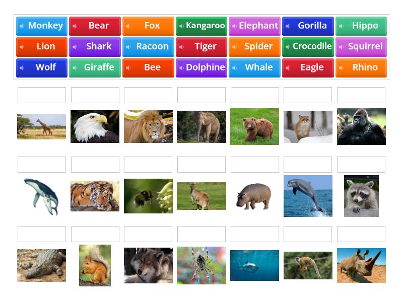 Wild animals - Match up