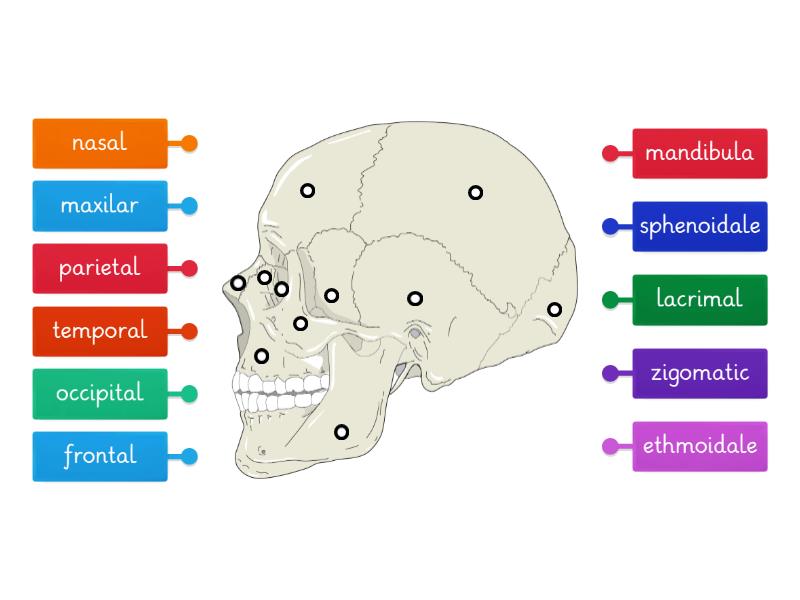 Craniul uman. - Labelled diagram