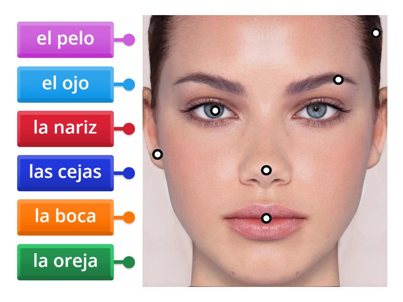 PARTES DE LA CARA - Labelled diagram