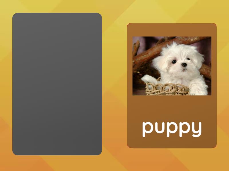 What pet have you got? - Speaking cards