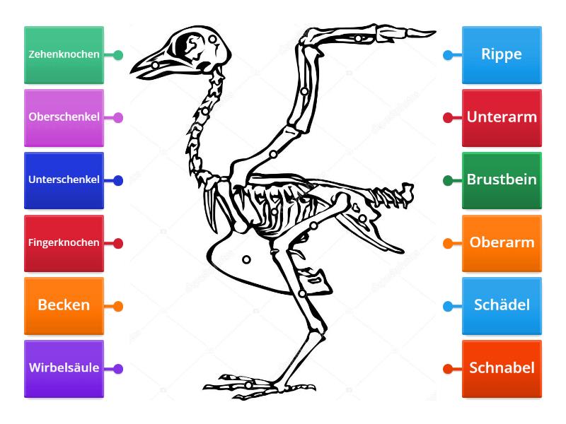 Das Vogelskelett - Labelled diagram