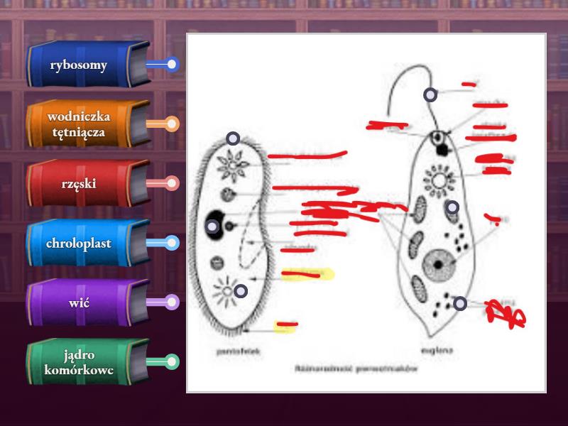 Budowa Eugleny i Pantofelka - Labelled diagram