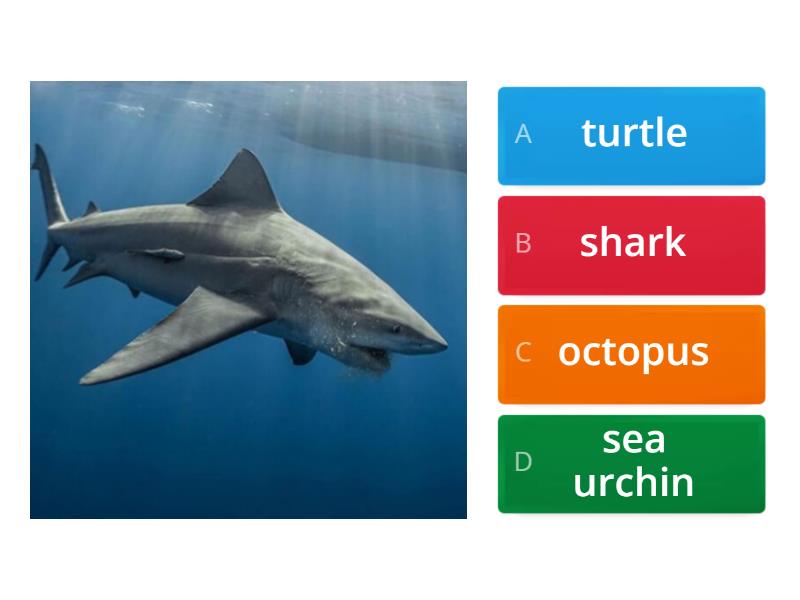 Sea Animals - Quiz