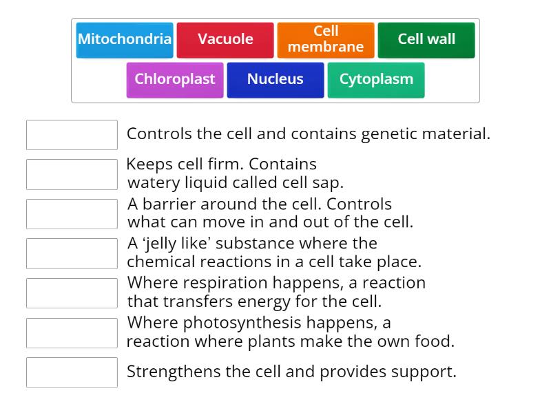 Cell organelles - Match up