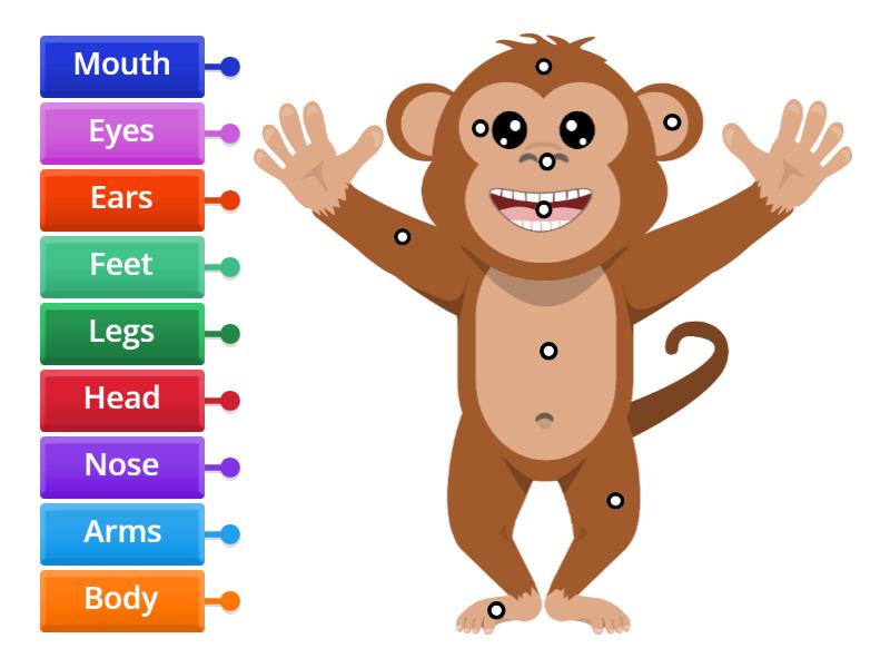 Parts of the body Monkeys - Labelled diagram