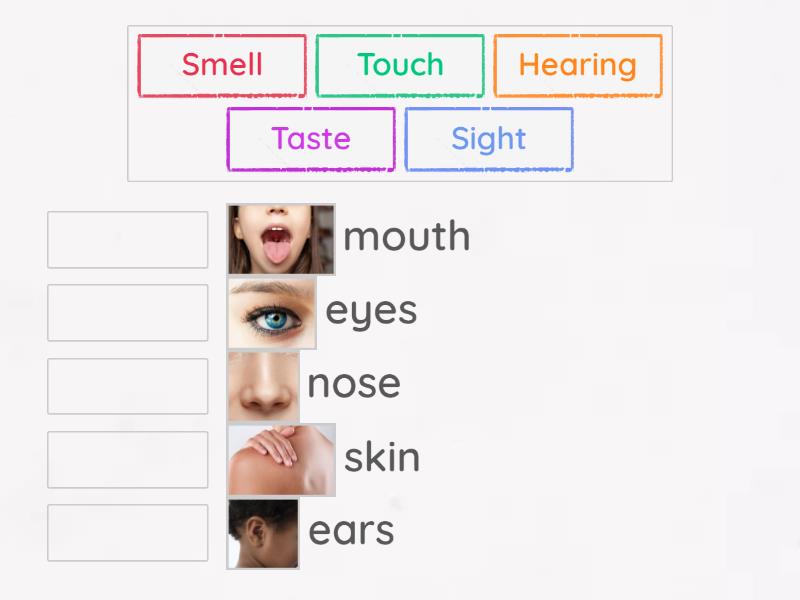 Interpreting our world. What do our senses do? - Match up