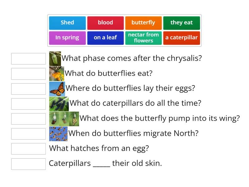 Butterfly Life Cycle quiz - Match up