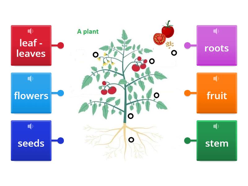 Unit 6 - Plants - Labelled diagram