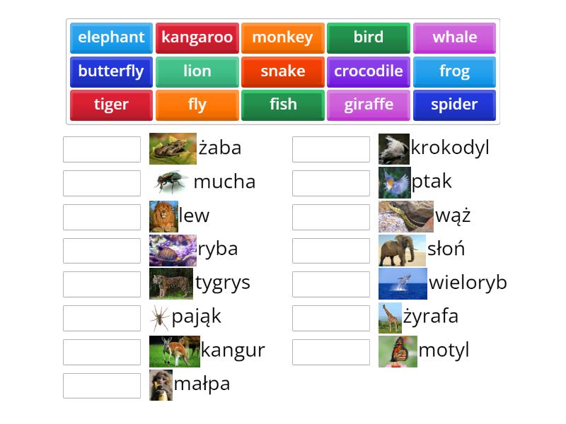 English Class A1 Unit 7 Wild animals - Match up