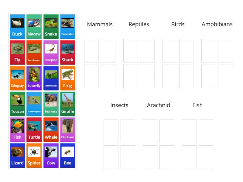Animal Classification - Group sort