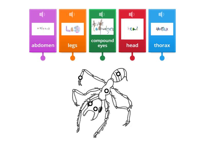Group 4 - Ant Body Parts - Labelled diagram