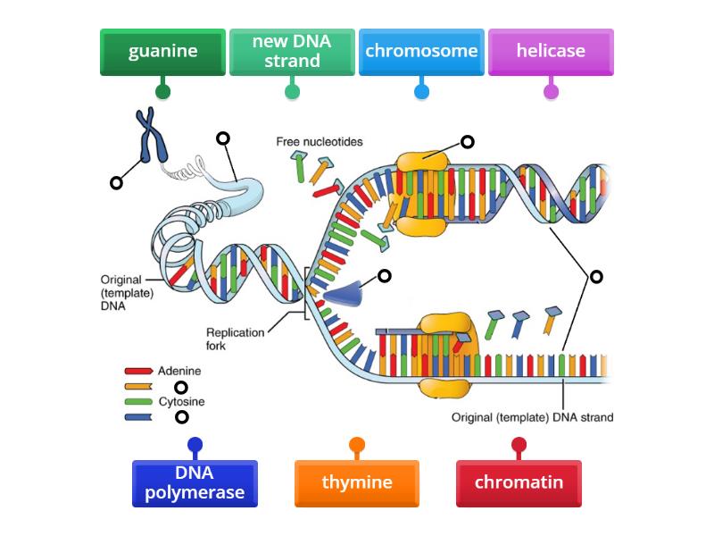 DNA Replication - Labelled diagram