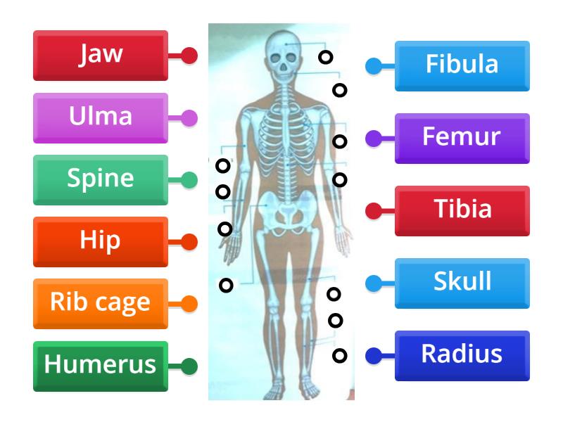 Function Skeleton - Labelled diagram