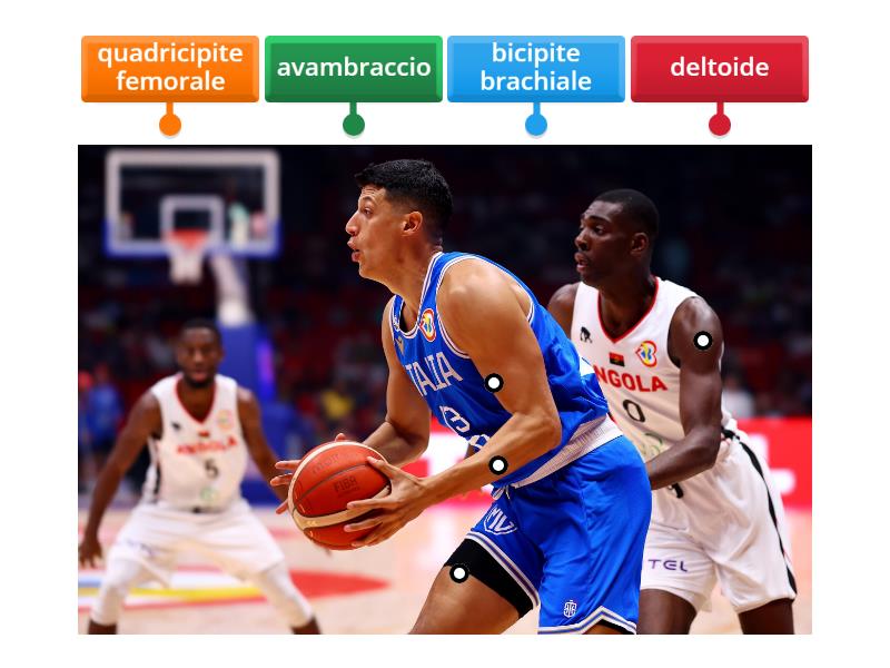 Anatomia Basket - Labelled diagram