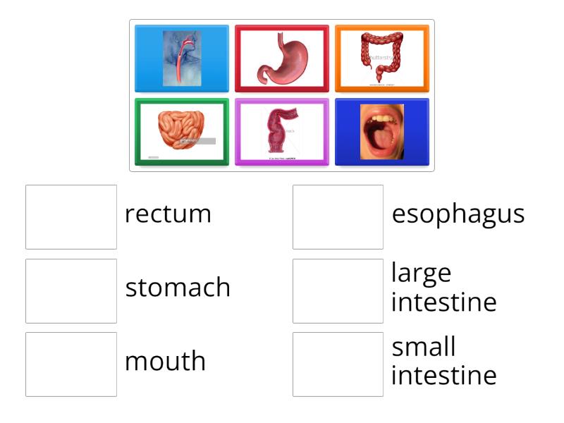 Science (Digestive System) - Match up