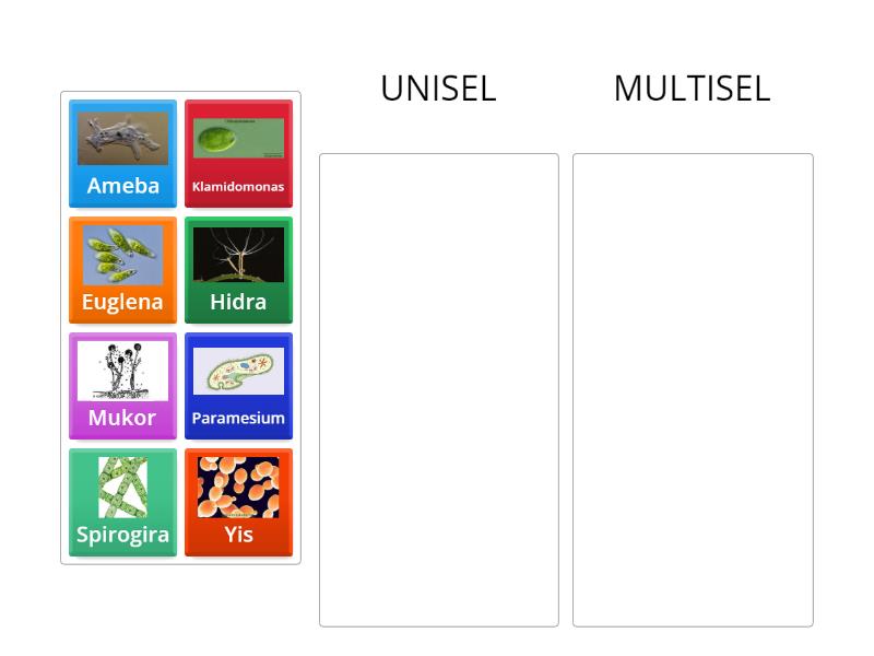 ORGANISMA UNISEL DAN MULTISEL - Categorize