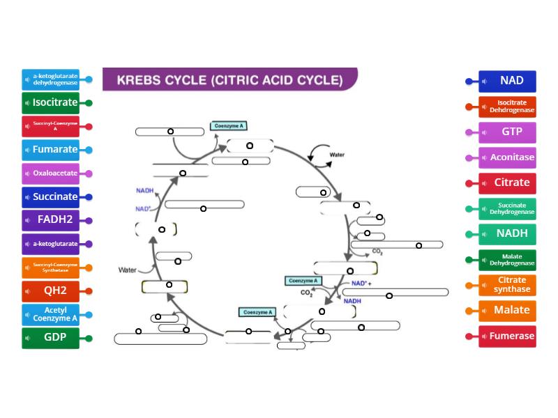 Biotech 8, Quarter 3: Krebs Cycle, Mix & Match! - Labelled diagram