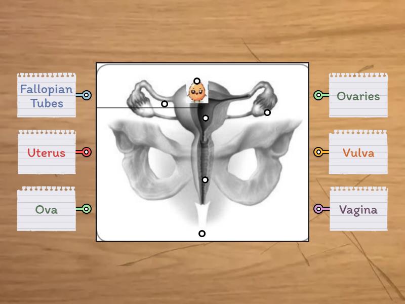 Female Reproductive System - Labelled diagram