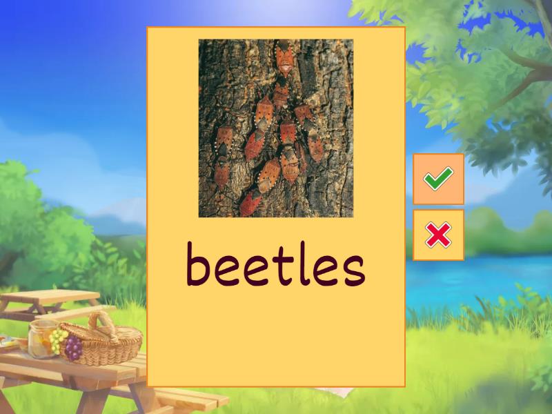 in the garden - Flash cards