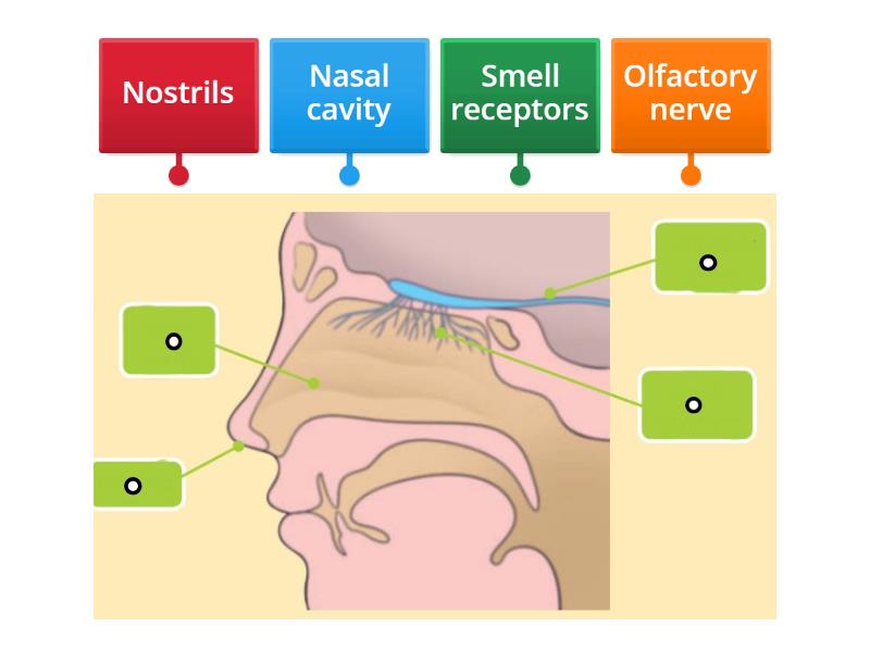 Sense of smell. Parts of nose - Labelled diagram