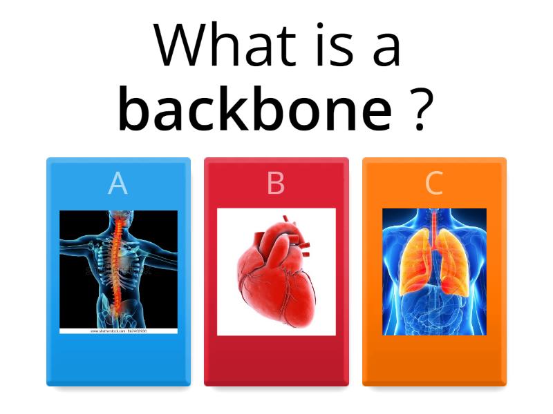 Level 1 Animals unit 3 - Quiz