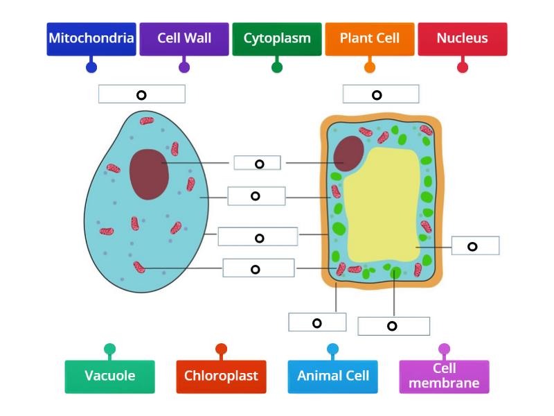 Plant and Animal Cell Matching - Labelled diagram