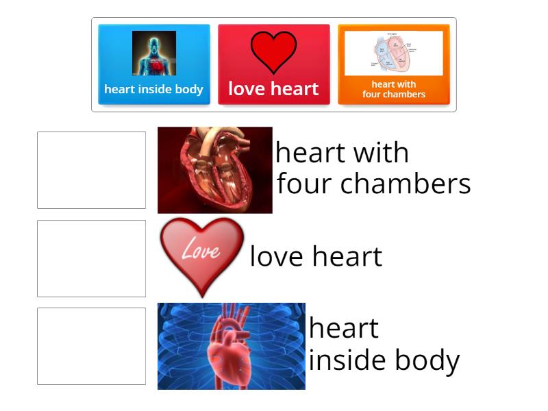 Human Heart - Match up